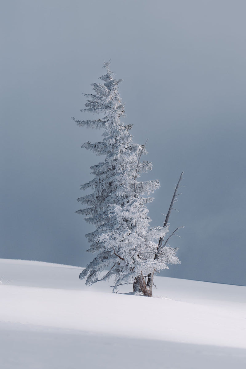 Solo Pine in the Snow - Print – Ski Lift Designs
